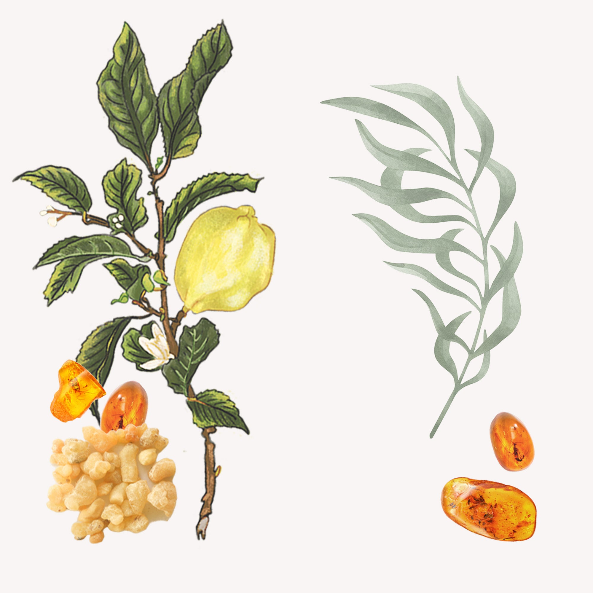 Officina Profumo Farmaceutica Santa Maria Novella - Dal 1221